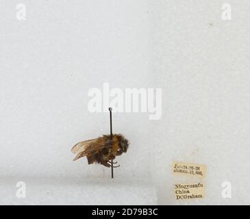 Xichang, Sichuan, China, Bombus sp., Animalia, Arthropoda, Insecta ...