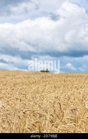 Farm near Kinsale, County Cork, Ireland, United Kingdom, Europe Stock ...