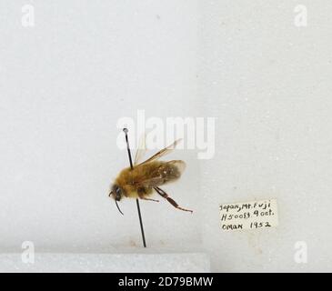 Mount Fuji, Japan, Bombus sp., Animalia, Arthropoda, Insecta ...