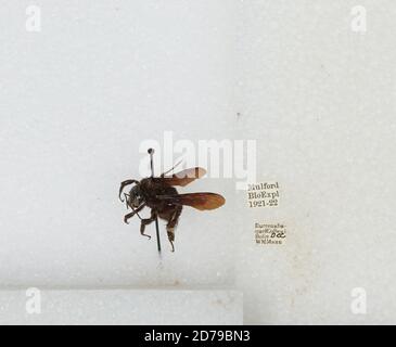 Rurrenabaque, Rio Beni, El Beni, Bolivia, Distenia lateralis Fisher ...