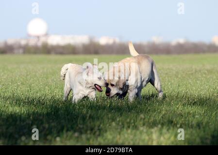 two adorable yellow labradors playing at the seashore in summer Stock ...