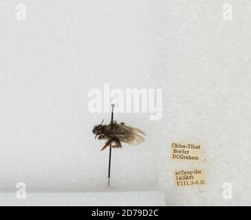 near Tang-Gu, China-Tibet border, China, Bombus sp., Animalia ...
