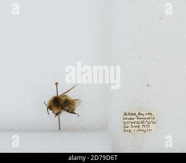 Ray Mountains, Lower Torment Creek, Yukon-Koyukuk, Alaska, United ...