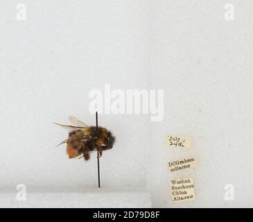 Washan, Sichuan, China, Bombus sp., Animalia, Arthropoda, Insecta ...