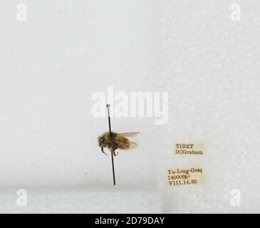 Yu-Long-Gong, Tibet Autonomous Region, China, Bombus sp., Animalia ...