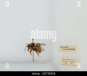 Ashland, Jackson, Oregon, United States, Bombus sp., Animalia ...