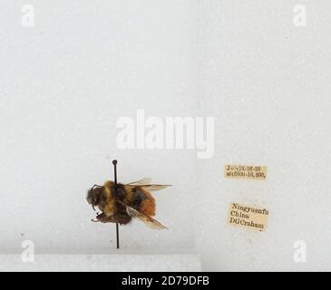 Xichang, Sichuan, China, Bombus sp., Animalia, Arthropoda, Insecta ...