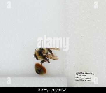 Manitoba, Canada, Bombus sp., Animalia, Arthropoda, Insecta ...