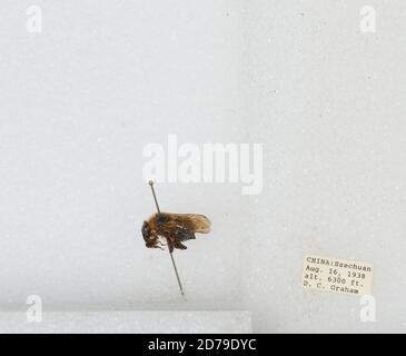 Sichuan, China, Bombus sp., Animalia, Arthropoda, Insecta, Hymenoptera ...