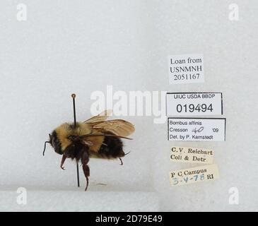 P. C. Campus, United States, Bombus sp., Animalia, Arthropoda, Insecta ...