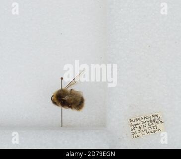 Ray Mountains Upper Torment Creek, Yukon-Koyukuk, Alaska, United States ...