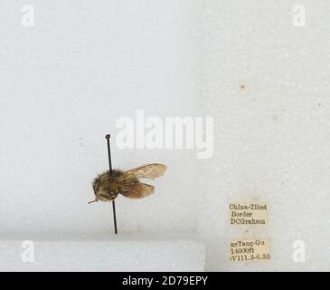 China-Tibet Border near Tang-Gu, China, Bombus sp., Animalia ...