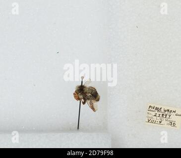 Pierce, Washington, United States, Bombus bifarius nearcticus, Animalia ...