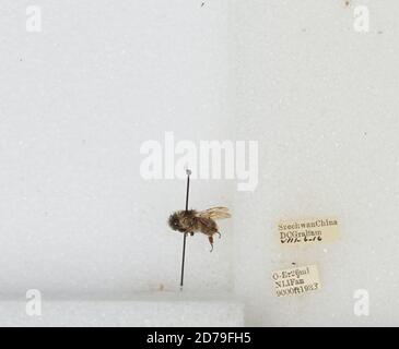 O-Er 26 mi N Li Fan, Sichuan, China, Bombus sp., Animalia, Arthropoda ...