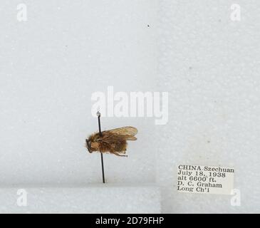 Long Ch'i, Sichuan, China, Bombus sp., Animalia, Arthropoda, Insecta ...