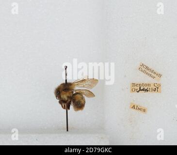 Benton, Oregon, United States, Bombus (Pyrobombus) melanopygus Nylander ...