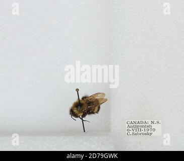 Antigonish, Nova Scotia, Canada, Bombus sp., Animalia, Arthropoda ...