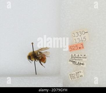 Elko, Nevada, United States, Bombus sp., Animalia, Arthropoda, Insecta ...