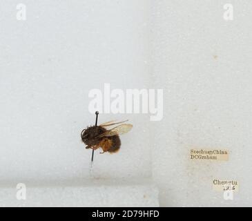 Chengdu, Sichuan, China, Bombus sp., Animalia, Arthropoda, Insecta ...