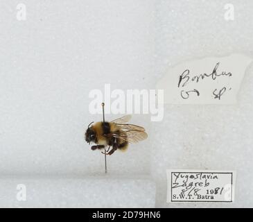 Zagreb, Grad Zagreb, Croatia, Bombus sp., Animalia, Arthropoda, Insecta ...