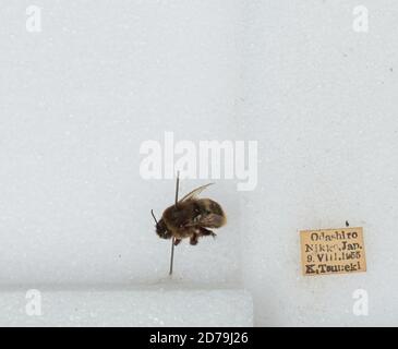 Nikko, Tochigi, Japan, Bombus sp., Animalia, Arthropoda, Insecta ...