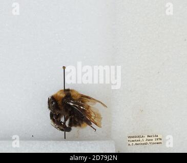 Timotes, Merida, Venezuela, Bombus sp., Animalia, Arthropoda, Insecta ...