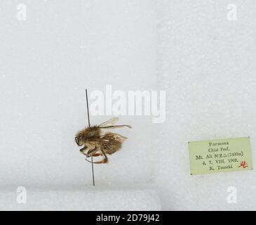 Mt. Ali, Chiayi, Taiwan, Bombus sp., Animalia, Arthropoda, Insecta ...