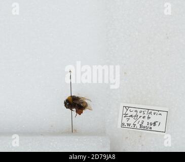 Zagreb, Grad Zagreb, Croatia, Bombus sp., Animalia, Arthropoda, Insecta ...