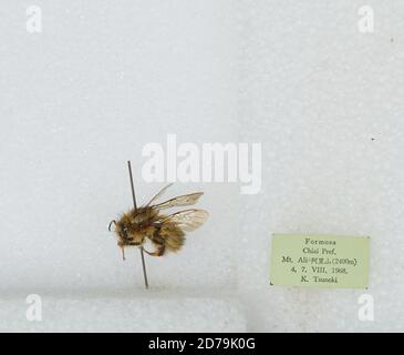 Mt. Ali, Chiayi, Taiwan, Bombus sp., Animalia, Arthropoda, Insecta ...