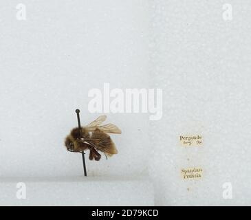 Spandau, Berlin, Germany, Bombus sp., Animalia, Arthropoda, Insecta ...