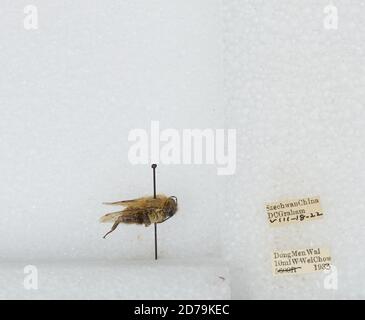 Dong Men Wai 10 miles West Wei Chow, Sichuan, China, Bombus sp ...