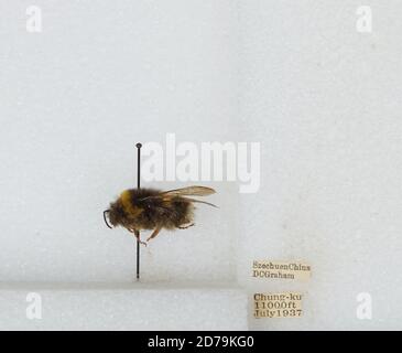 Chung-ku, Sichuan, China, Bombus sp., Animalia, Arthropoda, Insecta ...