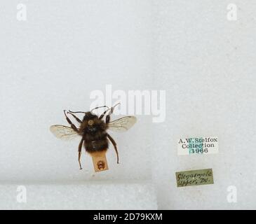 Glenasmole, Upper Dublin, Leinster, Ireland, Bombus (Bombus) lucorum ...
