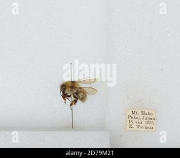 Mt. Haku, Fukui, Japan, Bombus sp., Animalia, Arthropoda, Insecta ...