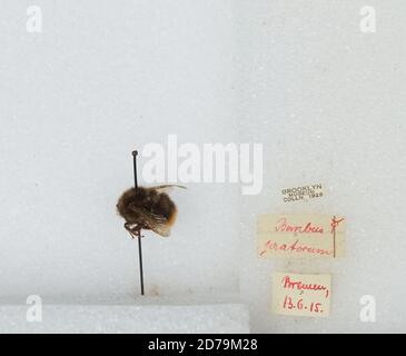 Bremen, Germany, Bombus sp., Animalia, Arthropoda, Insecta, Hymenoptera ...