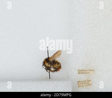 Chung-ku, Sichuan, China, Bombus sp., Animalia, Arthropoda, Insecta ...