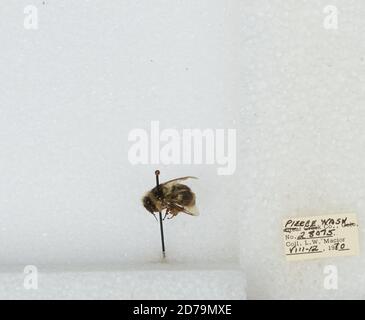 Pierce, Washington, United States, Bombus (Pyrobombus) melanopygus ...