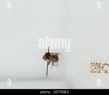 Pierce, Washington, United States, Bombus (Pyrobombus) melanopygus ...