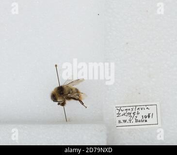 Zagreb, Grad Zagreb, Croatia, Bombus sp., Animalia, Arthropoda, Insecta ...