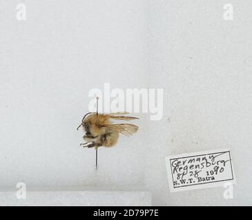 Regensburg, Bavaria, Germany, Bombus sp., Animalia, Arthropoda, Insecta ...