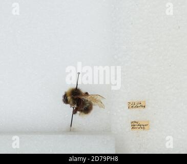 Utne, Hardanger, Hordaland, Norway, Bombus sp., Animalia, Arthropoda ...