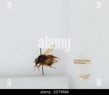 Chengdu, Sichuan, China, Bombus sp., Animalia, Arthropoda, Insecta ...