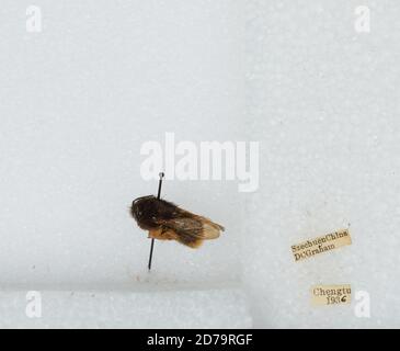 Chengdu, Sichuan, China, Bombus sp., Animalia, Arthropoda, Insecta ...
