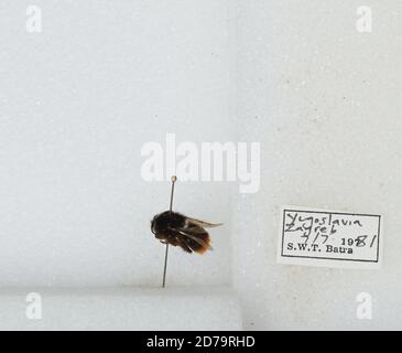 Zagreb, Grad Zagreb, Croatia, Bombus sp., Animalia, Arthropoda, Insecta ...