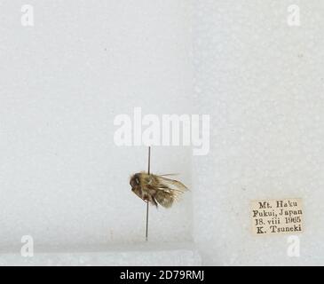 Mt. Haku, Fukui, Japan, Bombus sp., Animalia, Arthropoda, Insecta ...