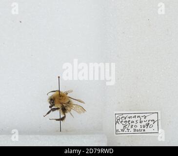 Regensburg, Bavaria, Germany, Bombus sp., Animalia, Arthropoda, Insecta ...