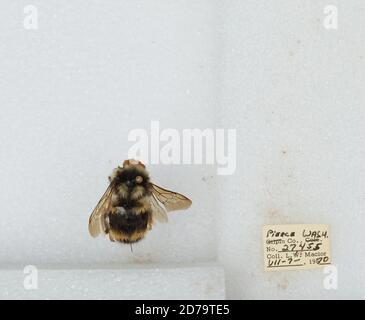 Pierce, Washington, United States, Bombus bifarius nearcticus, Animalia ...