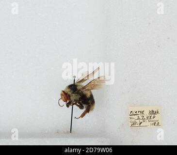 Pierce, Washington, United States, Bombus bifarius nearcticus, Animalia ...