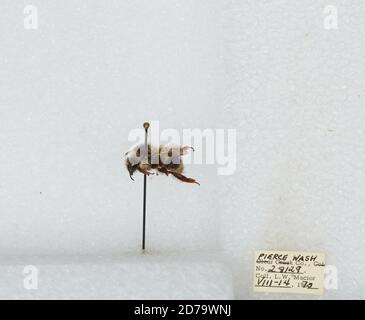 Pierce, Washington, United States, Bombus bifarius nearcticus, Animalia ...