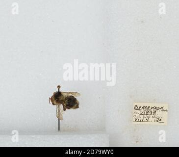 Pierce, Washington, United States, Bombus bifarius nearcticus, Animalia ...